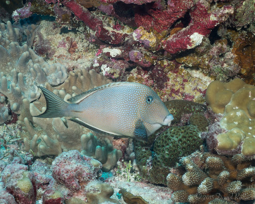 Bristletooth Tangs (Ctenochaetus) - Marine Life Identification