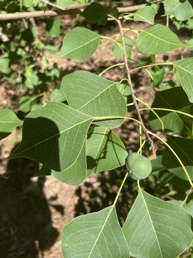 Chinese Tallow from Echocliff Ct NE, Atlanta, GA, US on September 23 ...