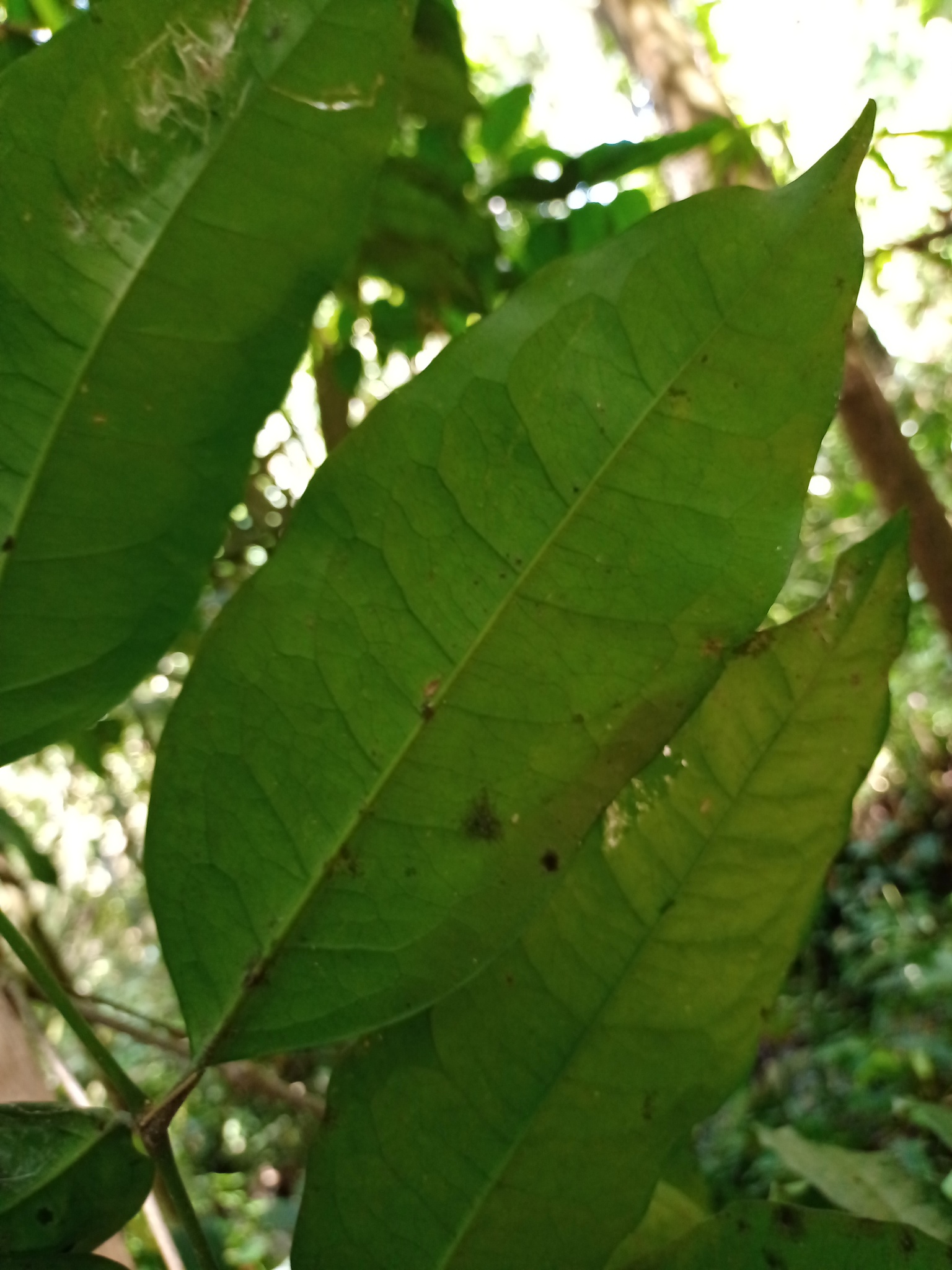 Gnetum gnemon L.