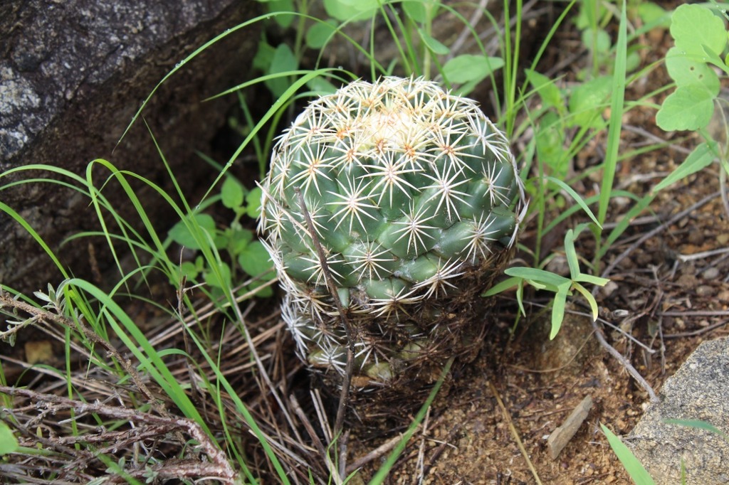 Coryphantha retusa in July 2021 by ulisesalva. Conocida como biznaga ...