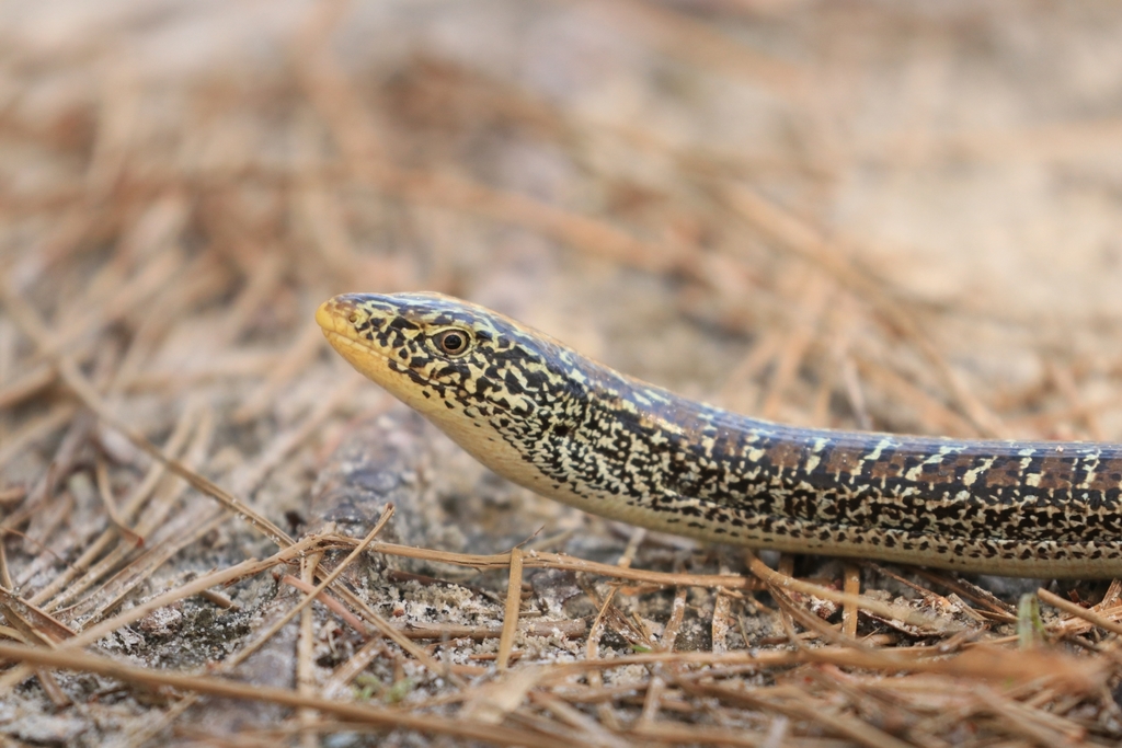 Slender Glass Lizard (Ophisaurus attenuatus) (Wildlife of the United ...