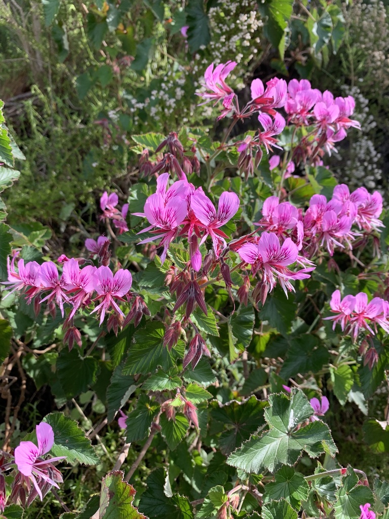 Heartleaf Storksbill from Plettenberg Bay, WC, ZA on September 23, 2021 ...