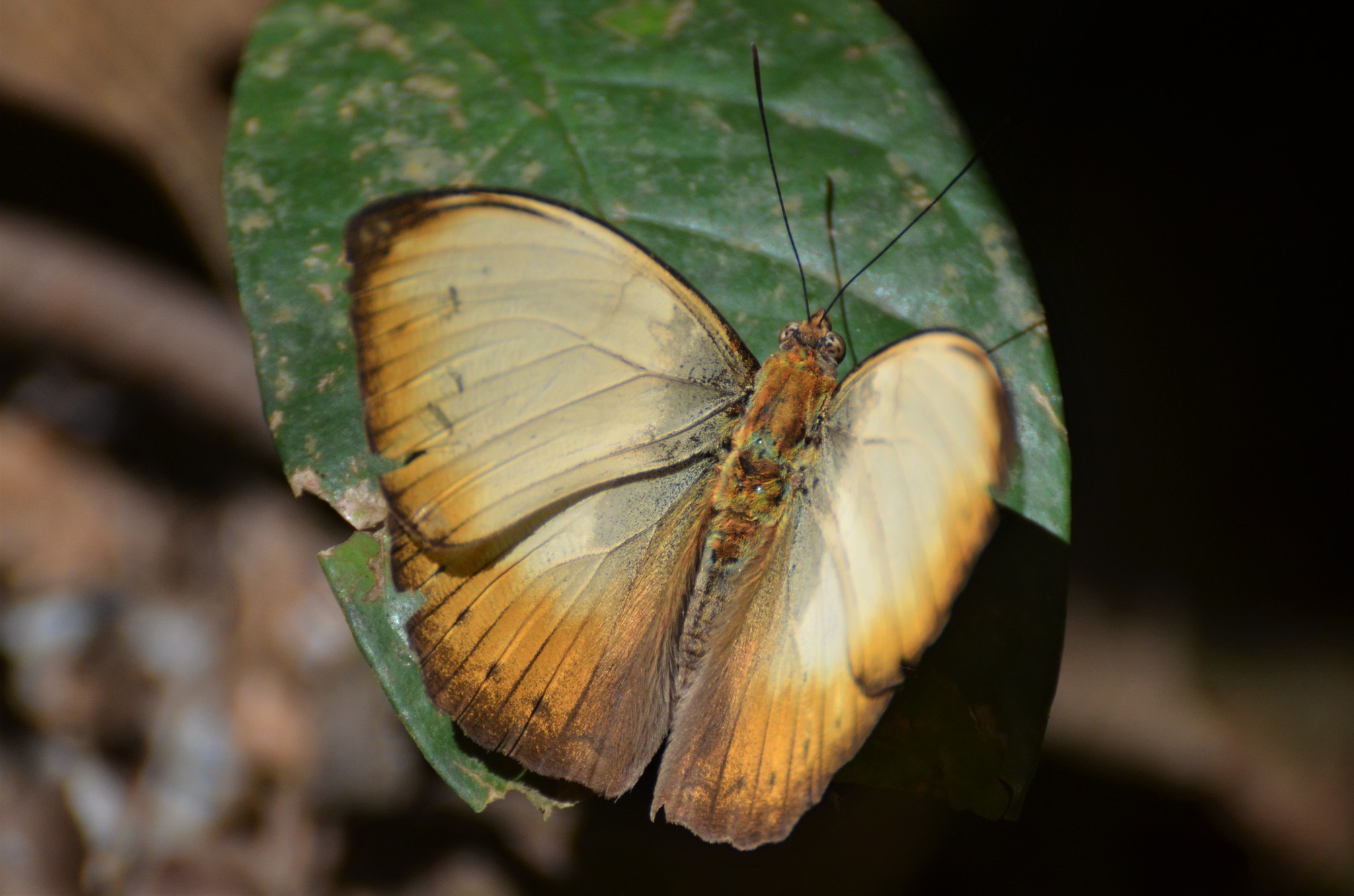 Cymothoe hyarbita Hewitson, 1866