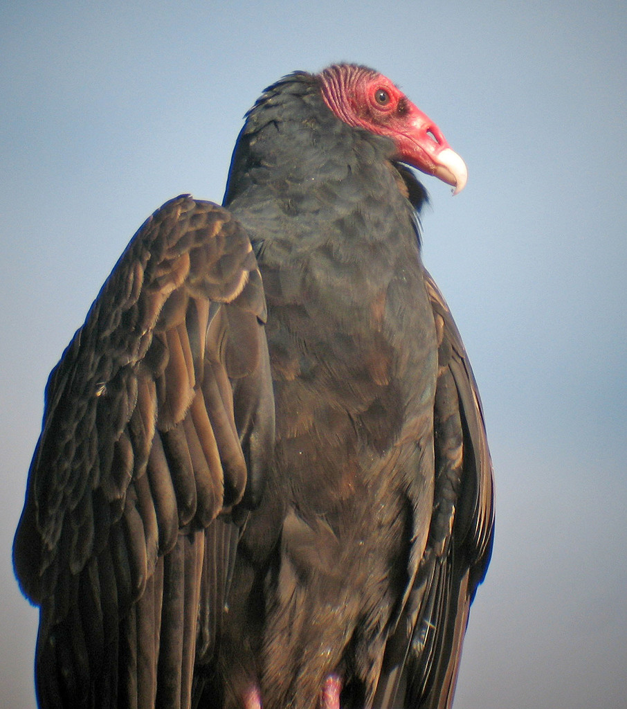 Turkey Vulture (Birds of Floracliff Nature Sanctuary) · iNaturalist