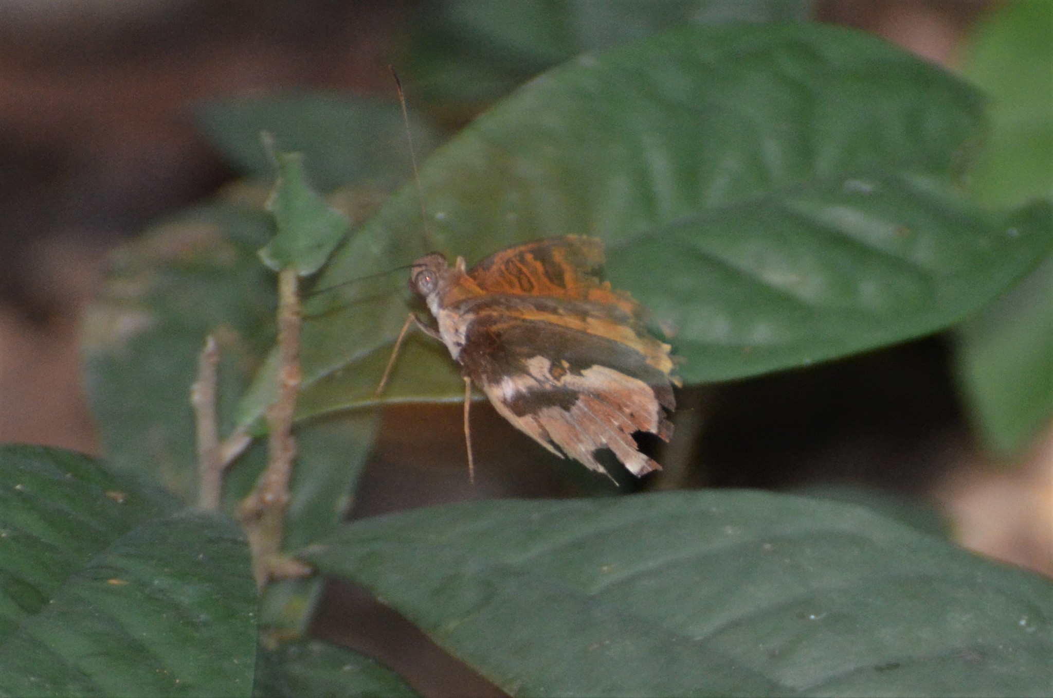 Euriphene Boisduval, 1847