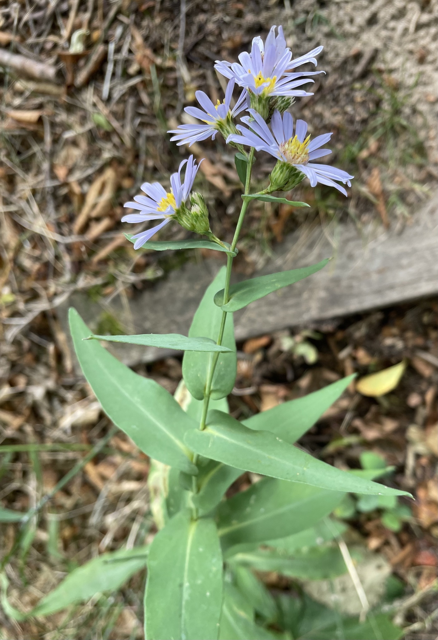 Smooth Blue Aster Seedling
