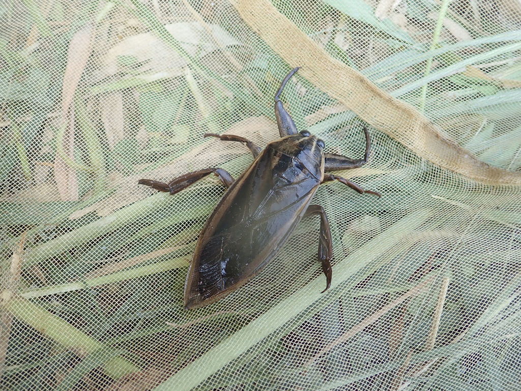 Asian Giant Water Bug in August 2021 by sdyaung · iNaturalist