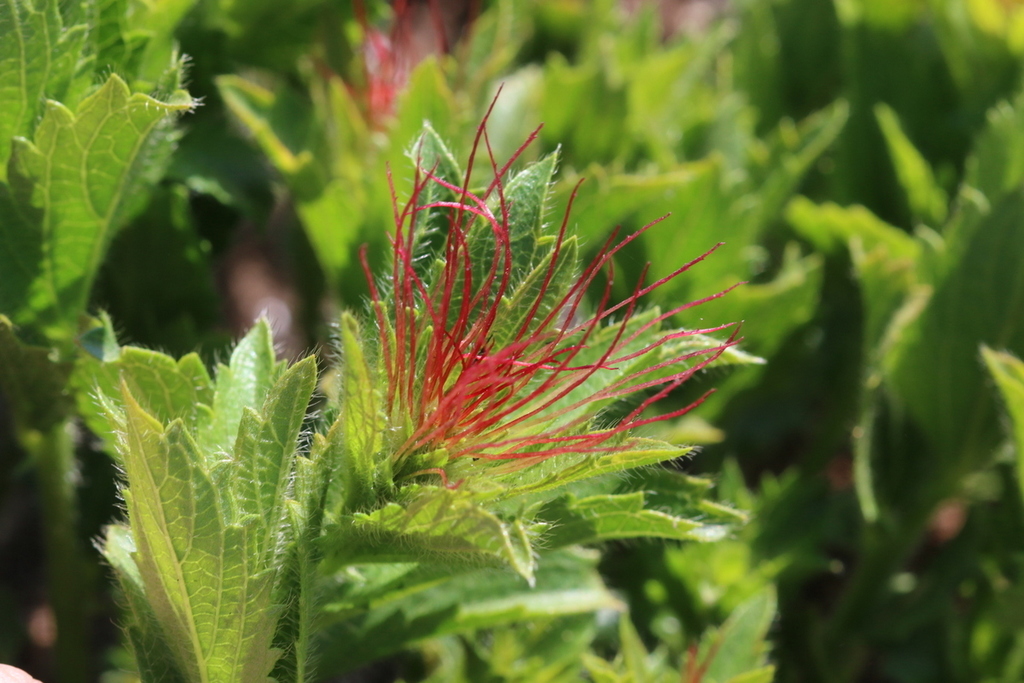 Brooms-an-brushes from Koedoespoort 456-Jr, Pretoria, 0186, South ...