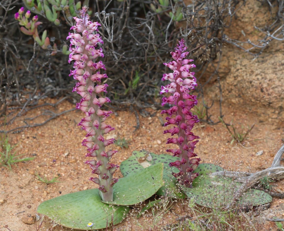 Lachenalia carnosa Baker
