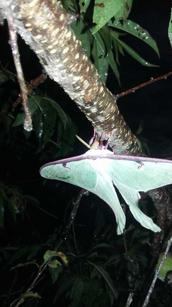 Mexican Moon Moth from Zacualtipán de Ángeles, MX-HI, MX on April 3 ...