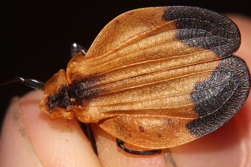 Lycus intermedius · iNaturalist