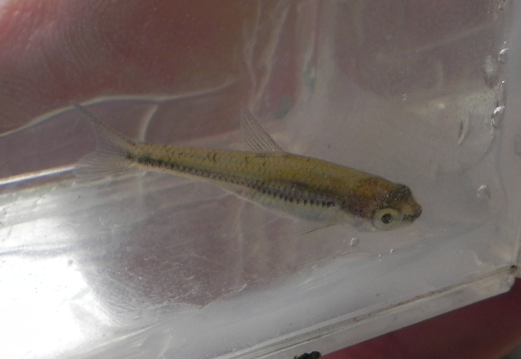 Notropis heterodon (Cope, 1865)