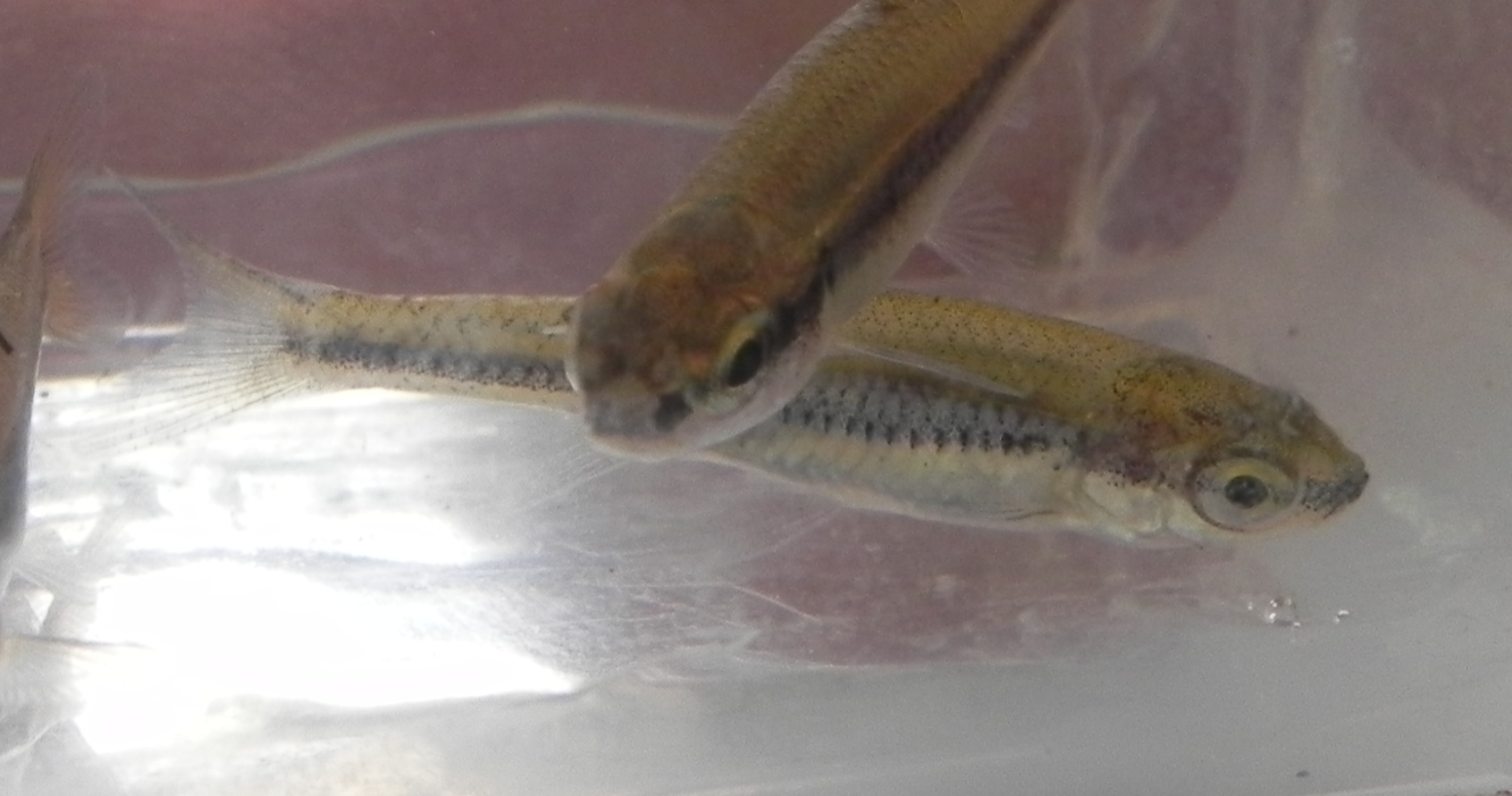 Notropis heterodon (Cope, 1865)