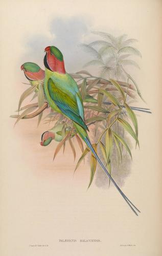 Long-tailed Parakeet (Nicobar) (Subspecies Psittacula longicauda ...