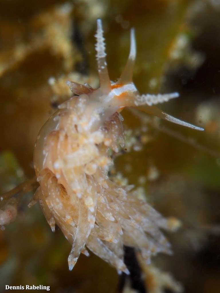 Christmas Tree Hydroid Nudibranch (Nudibranchs of the Eastern United ...