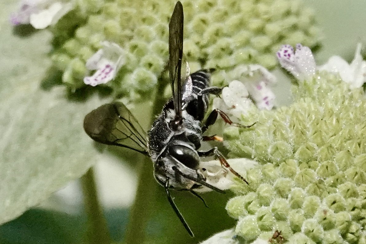 Coelioxys sayi Robertson, 1897