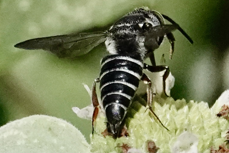 Coelioxys sayi Robertson, 1897