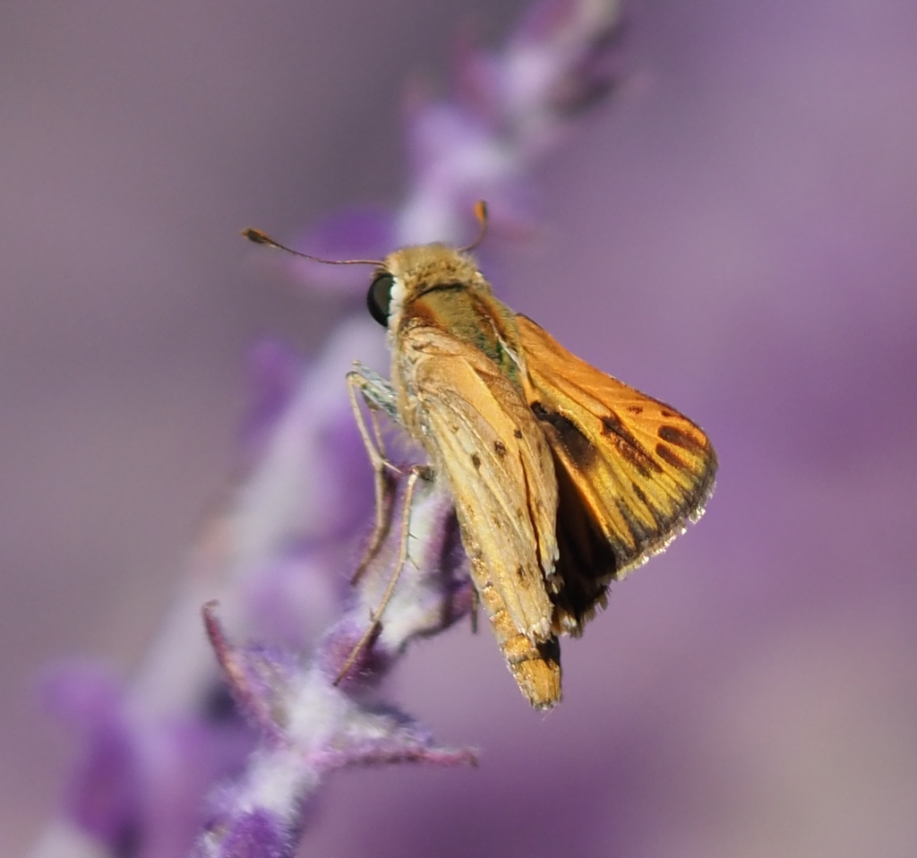 Fiery Skipper in September 2021 by aprilsee · iNaturalist