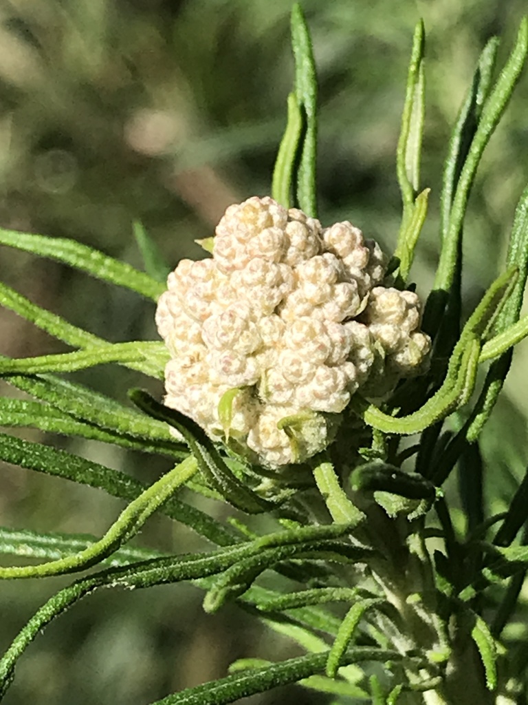 Shiny Cassinia from Anthony Drive, Lysterfield, VIC, AU on September 24 ...