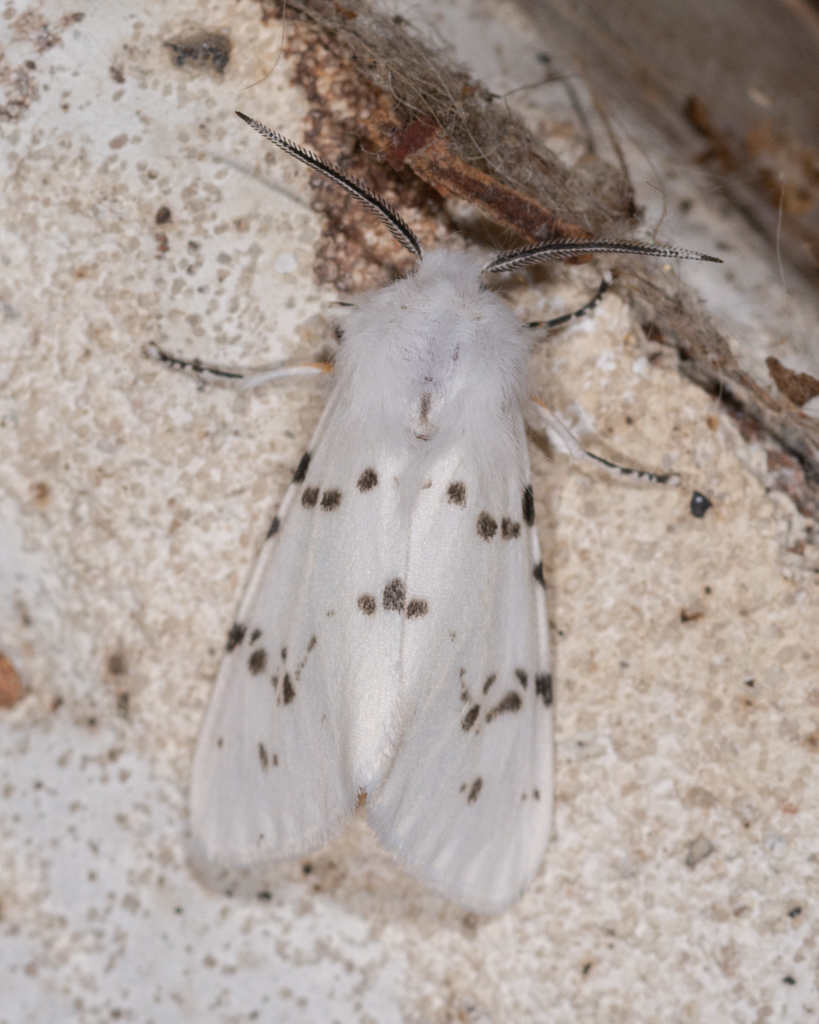 Fall Webworm Moth in September 2021 by Tracey Fandre · iNaturalist