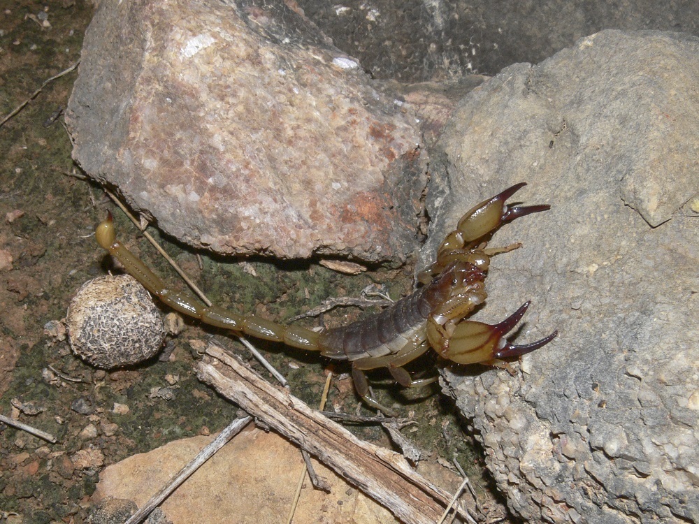 Urodacus macrurus from Chillagoe QLD 4871, Australia on December 03 ...