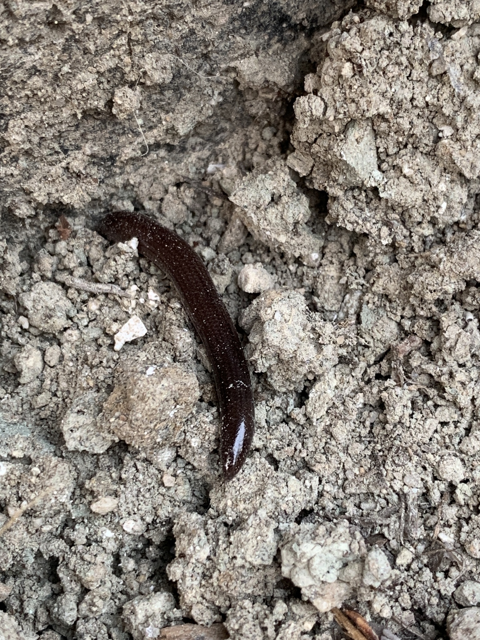 Rena humilis humilis