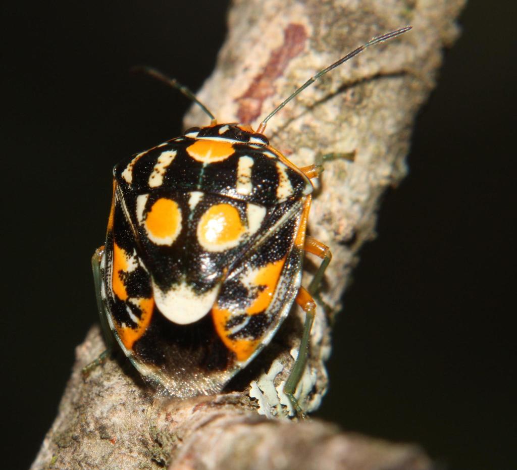 Antestia Bug from Bonamazi campsit on January 21, 2017 by Alex Rebelo ...