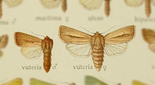Speia vuteria · iNaturalist