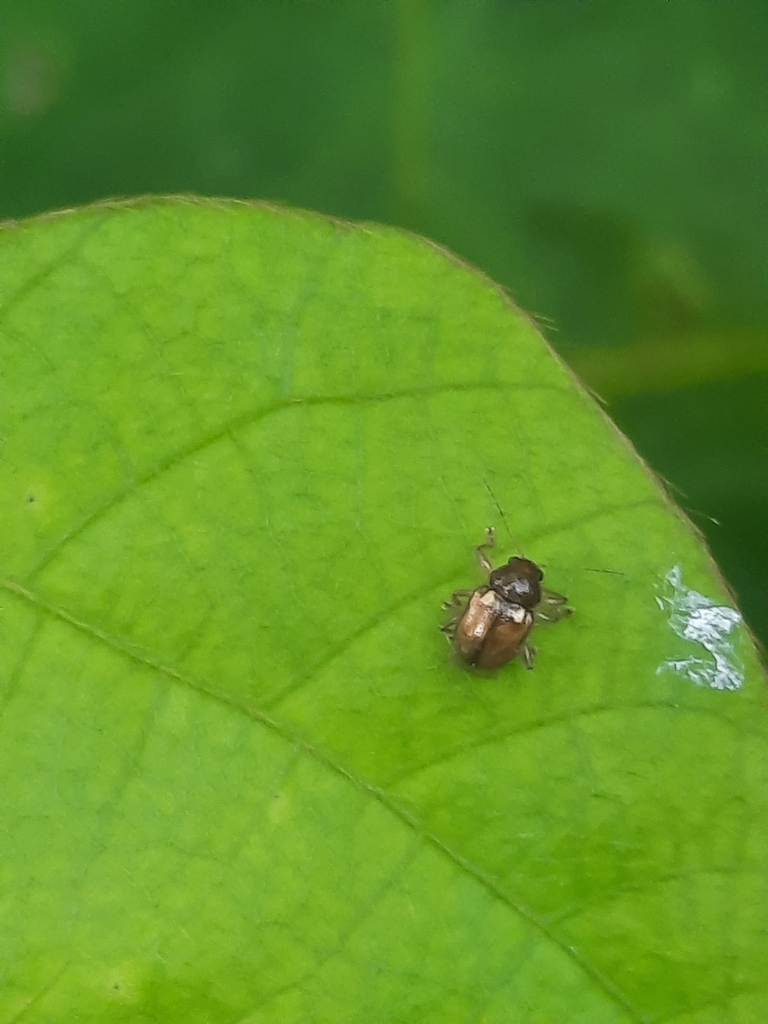 Pagria signata from Hong Kong, Lam Tsuen, 大埔林村 on September 20, 2021 at ...