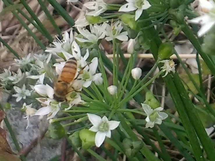 Western Honey Bee in September 2021 by Pam Phillips. On chives ...