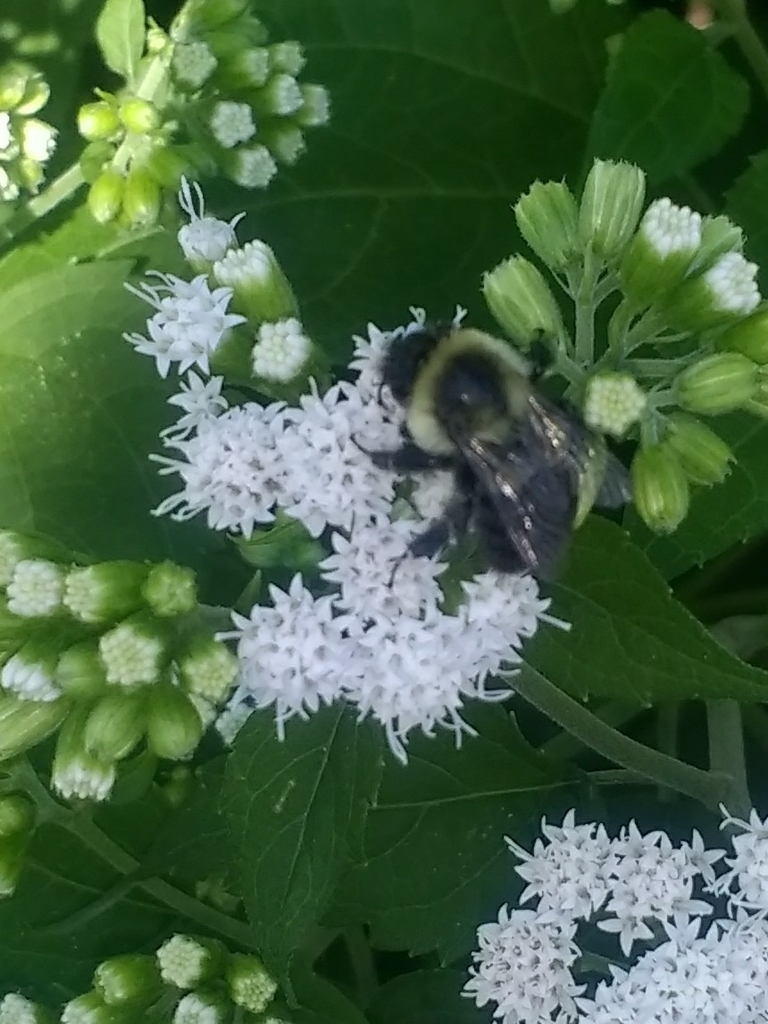 Common Eastern Bumble Bee from Watertown, MA 02472, USA on September 18 ...