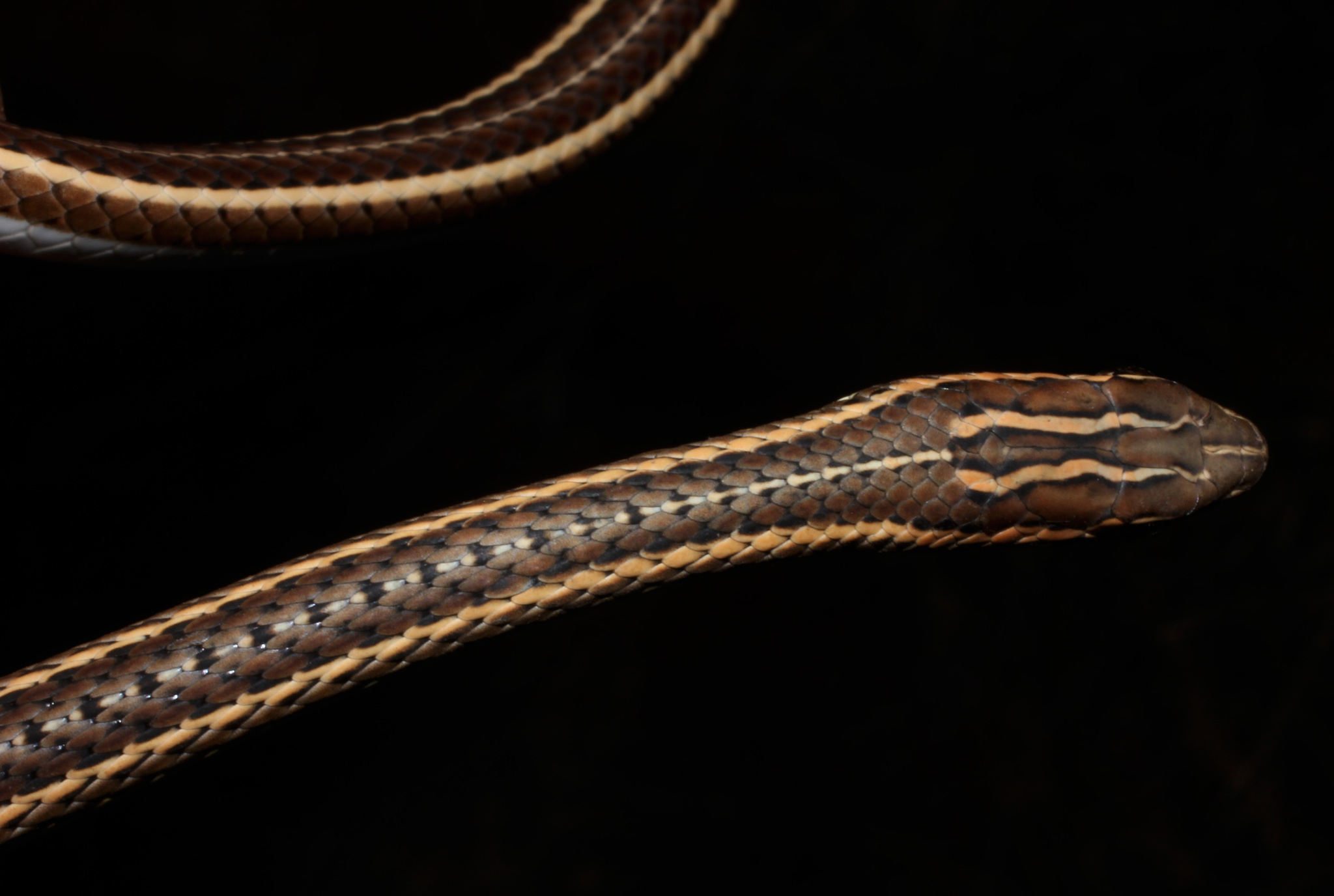 Psammophis leightoni Boulenger, 1902