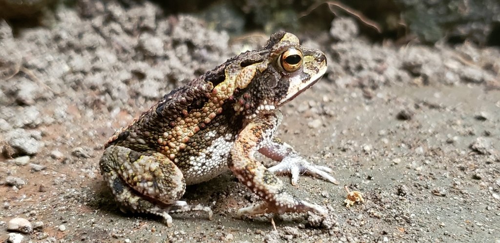 Marbled Toad from 63729 San Francisco, Nay., México on September 23 ...