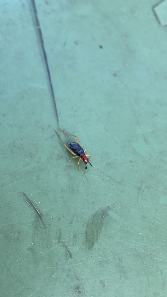 Red-headed Bush Cricket from Windsor on September 10, 2021 at 02:05 PM ...