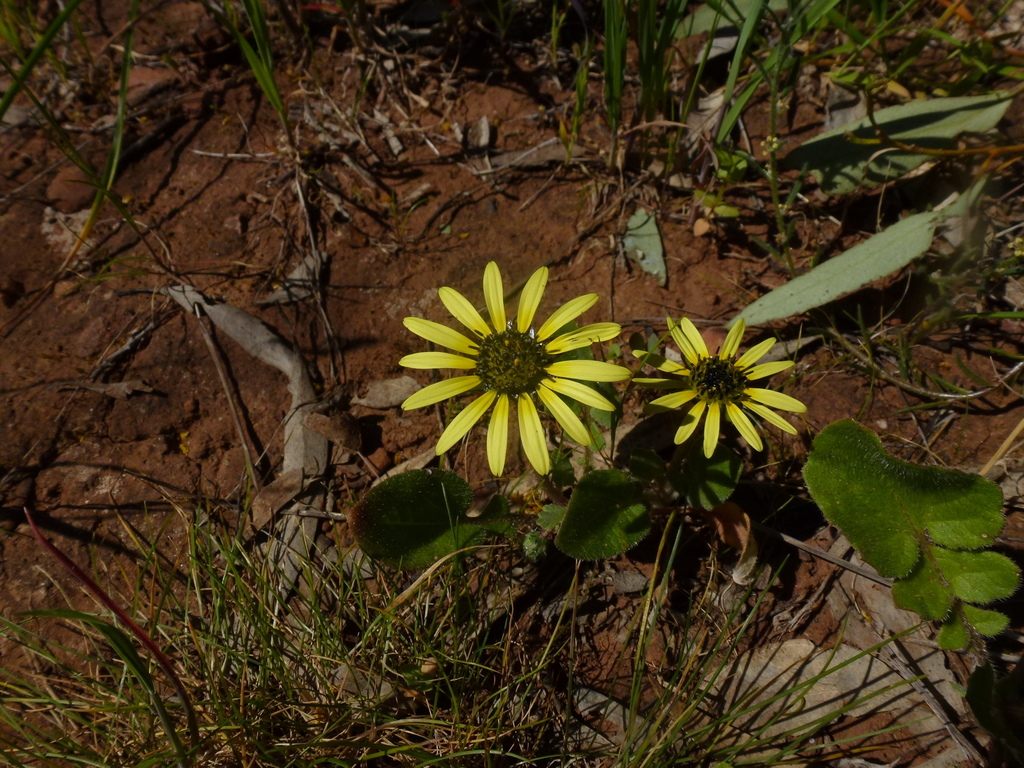 Capeweed from Caroline Avenue, Belair, SA, Australia on September 17 ...