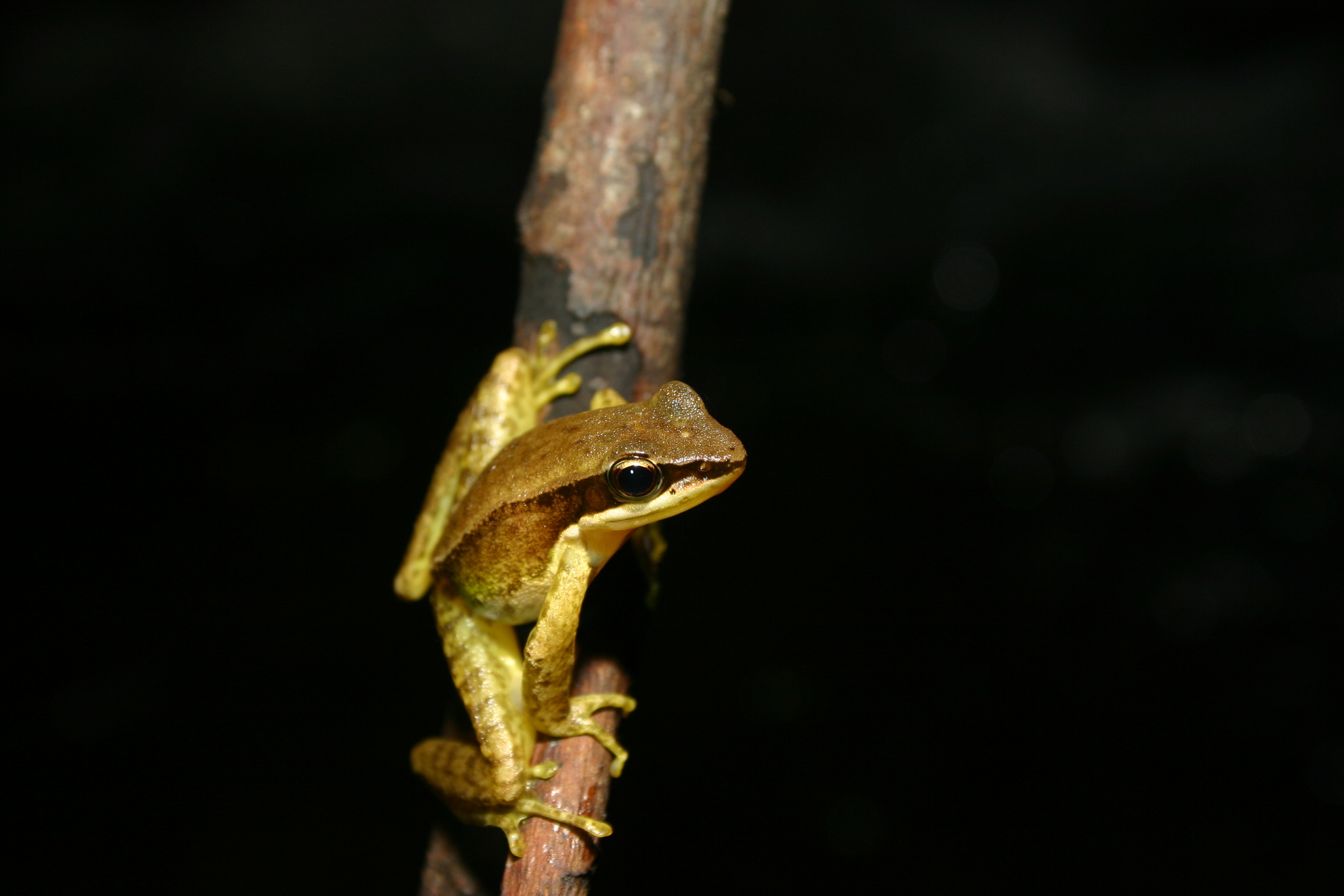 Amolops archotaphus (Inger & Chan-ard, 1997)