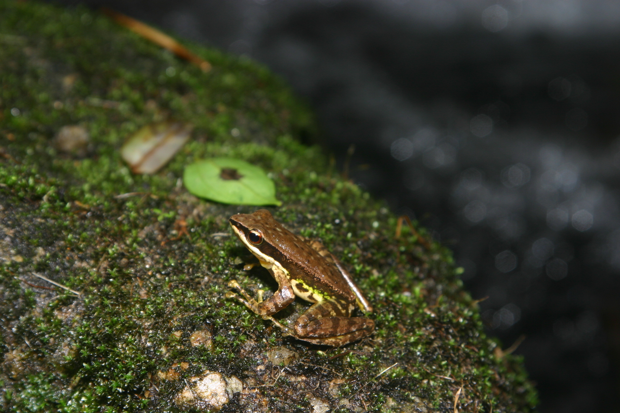 Amolops archotaphus (Inger & Chan-ard, 1997)