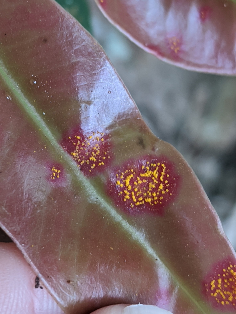 Myrtle Rust from Goondi Bend QLD 4860, Australia on September 23, 2021 ...