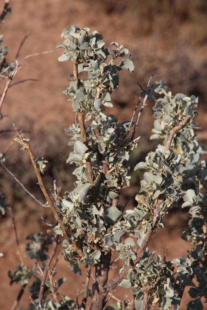 Old Man Saltbush (NatCarbon EC Plant Guide) · iNaturalist
