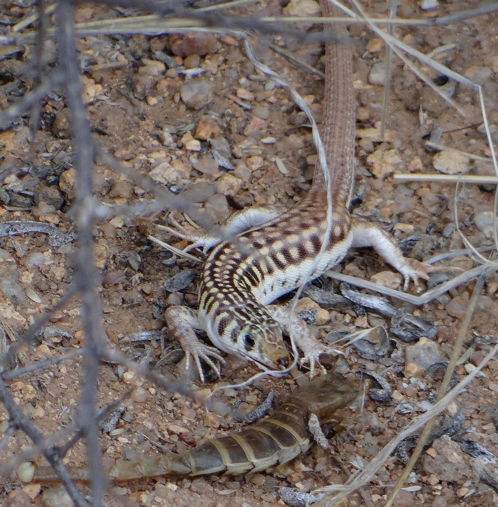 Пятнистый нукрас (Lizards of Namibia) · iNaturalist