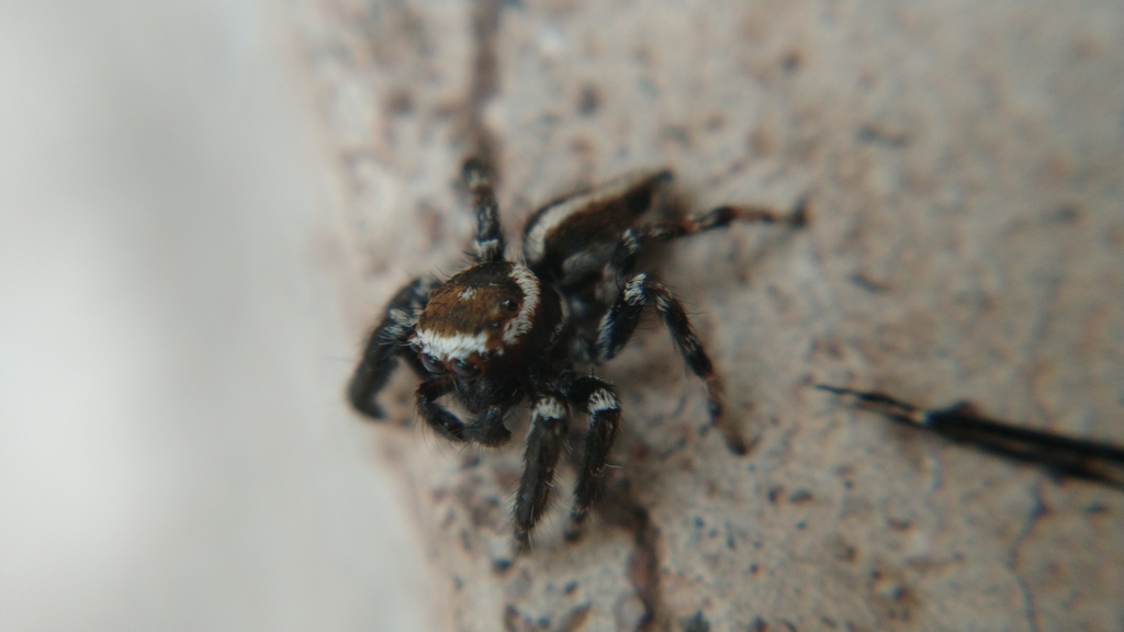 Evarcha bulbosa from Ban Phue, Ban Phue District, Udon Thani 41160 ...