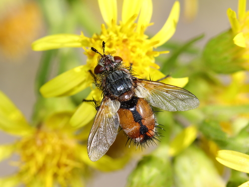 Tachina praeceps · iNaturalist Mexico