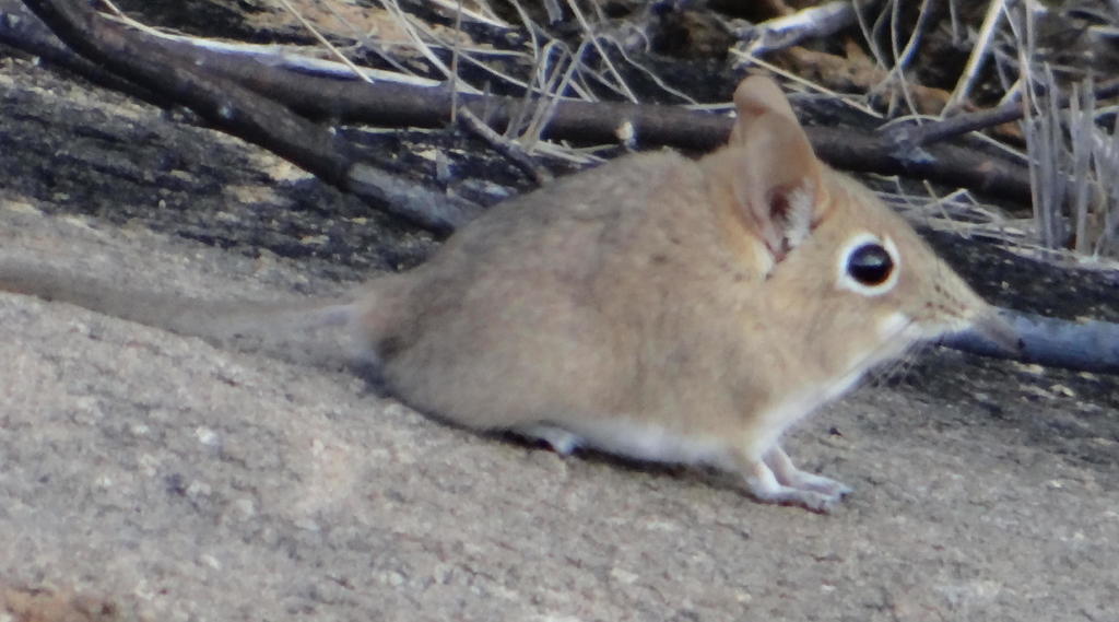 Bushveld Sengi (Elephantulus intufi) - Know Your Mammals