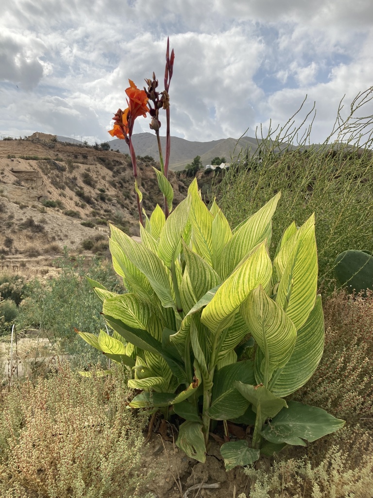 orchid canna (Canna × orchioides) - Botanical Realm