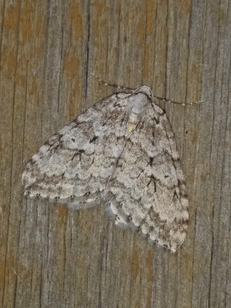 Autumnal Moth from Себеж, Псковская обл., Россия on September 23, 2021 ...