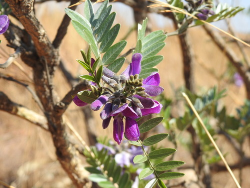 Cork Bush (Plants of the Matopos) · iNaturalist