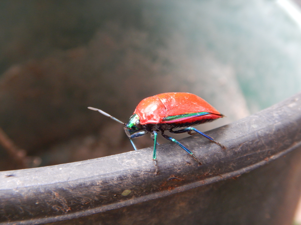 Calliphara imperialis from Finch Hatton QLD 4756, Australia on ...