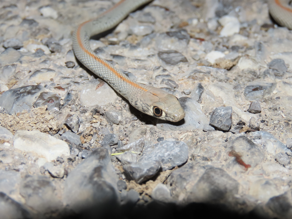 Jan’s Cliff Racer from Ilam Province, Iran on September 19, 2021 at 12: ...