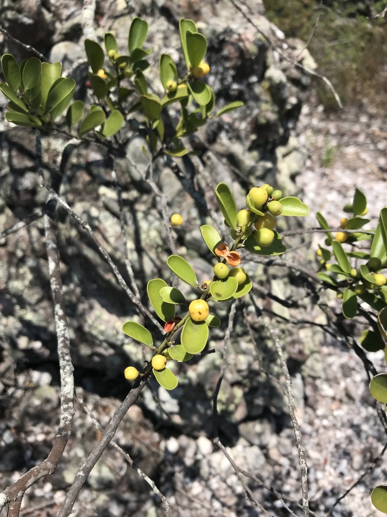 (Maytenus mucugensis) - Botanical Realm