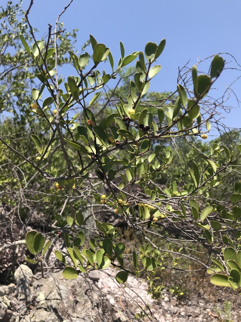 (Maytenus mucugensis) - Botanical Realm